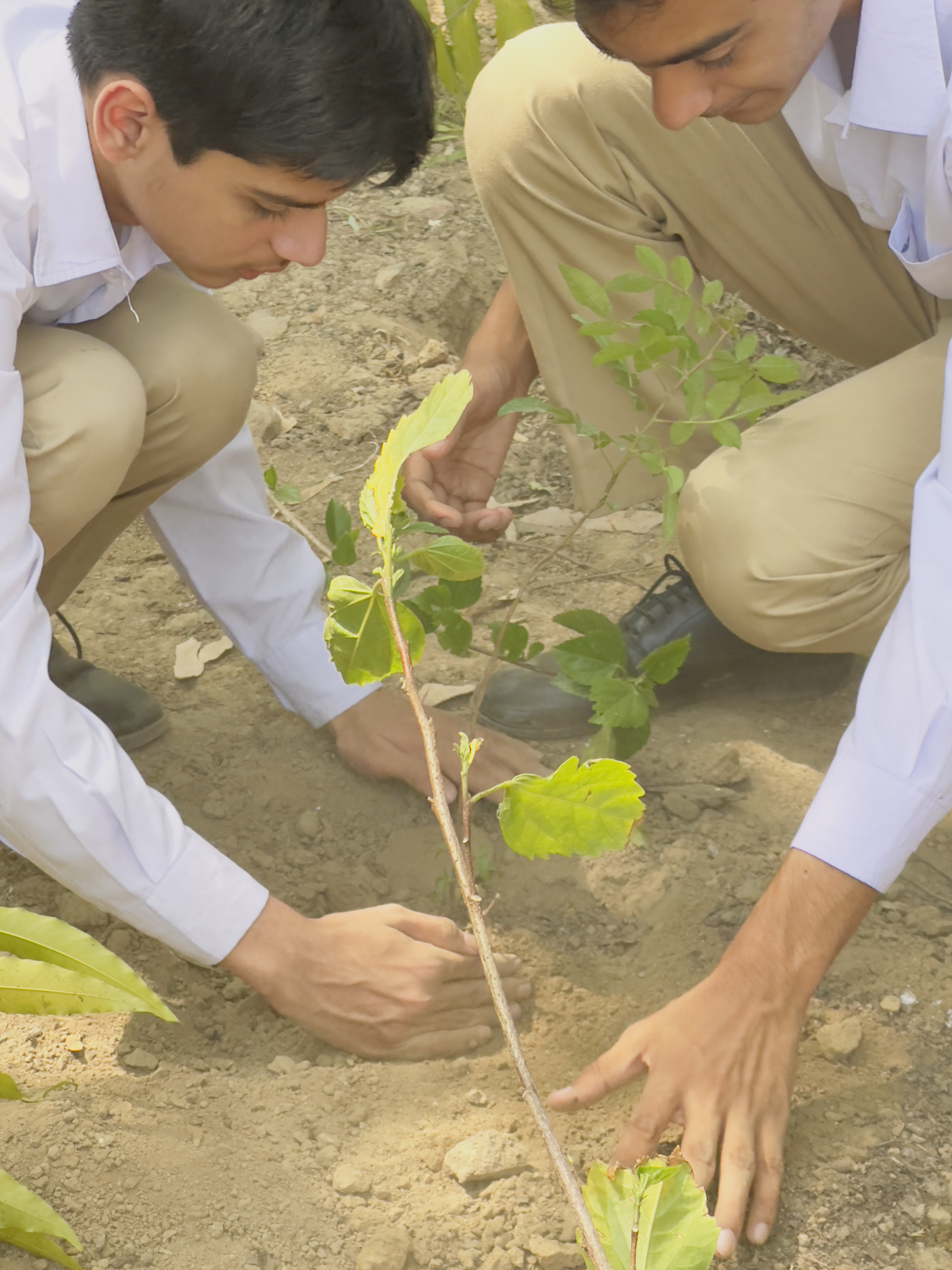 Amnverse - Pakistan's Reforestation Initiative